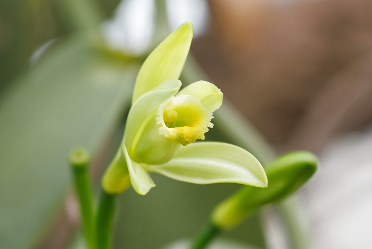 Vanilya Aroması Nereden Geliyor ? - 2Abi